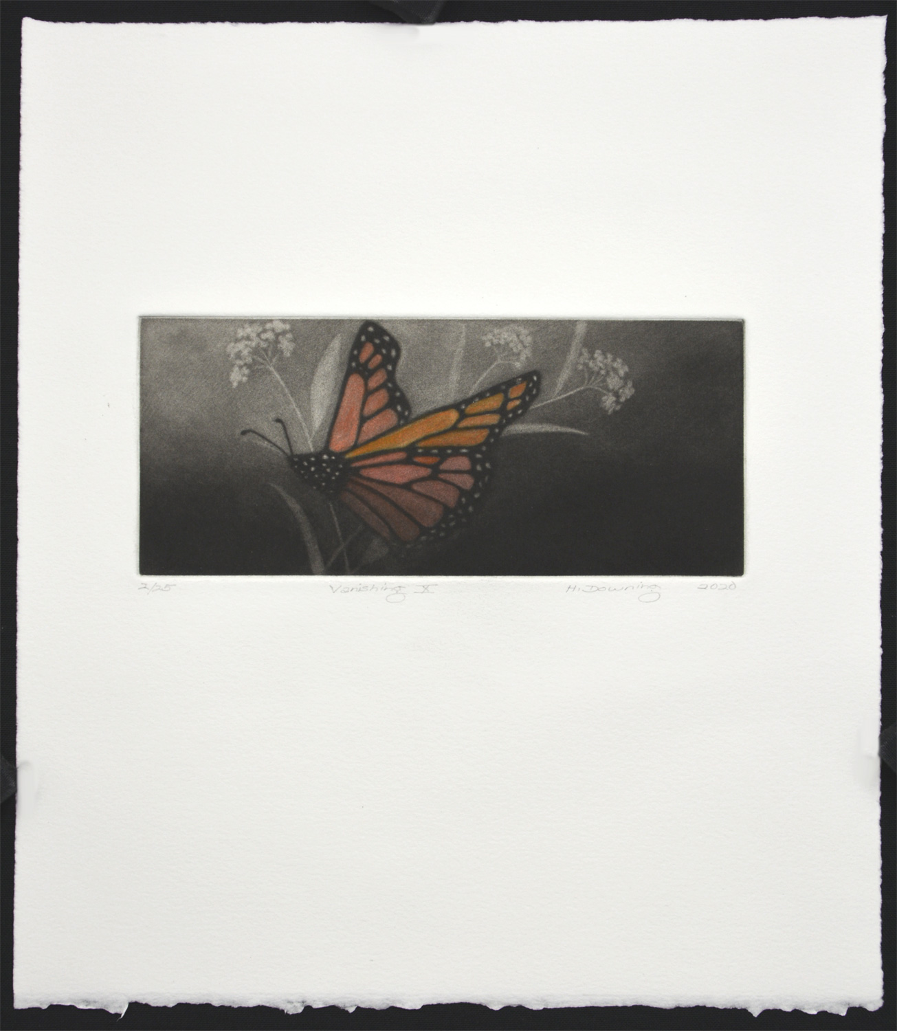 Vanishing X – Monarch Butterfly – The Ren Brown Collection Gallery