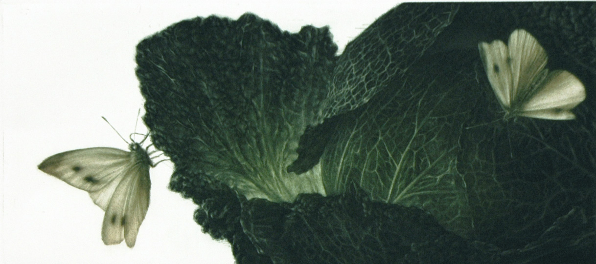 Chou (Cabbage) – The Ren Brown Collection Gallery