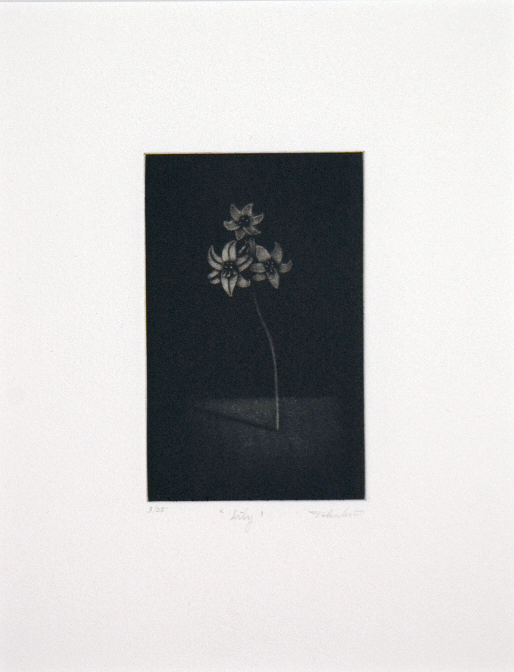 Lily – The Ren Brown Collection Gallery